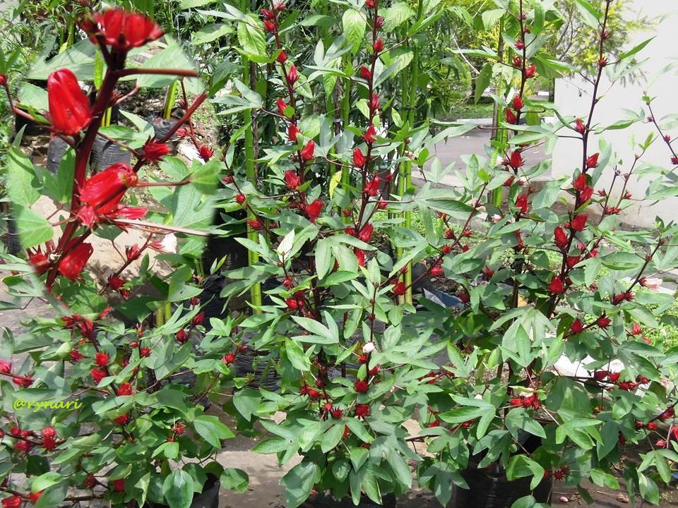 17 Khasiat Bunga Rosella Untuk Kesehatan Dan Kecantikan ~ Welcome To My ...