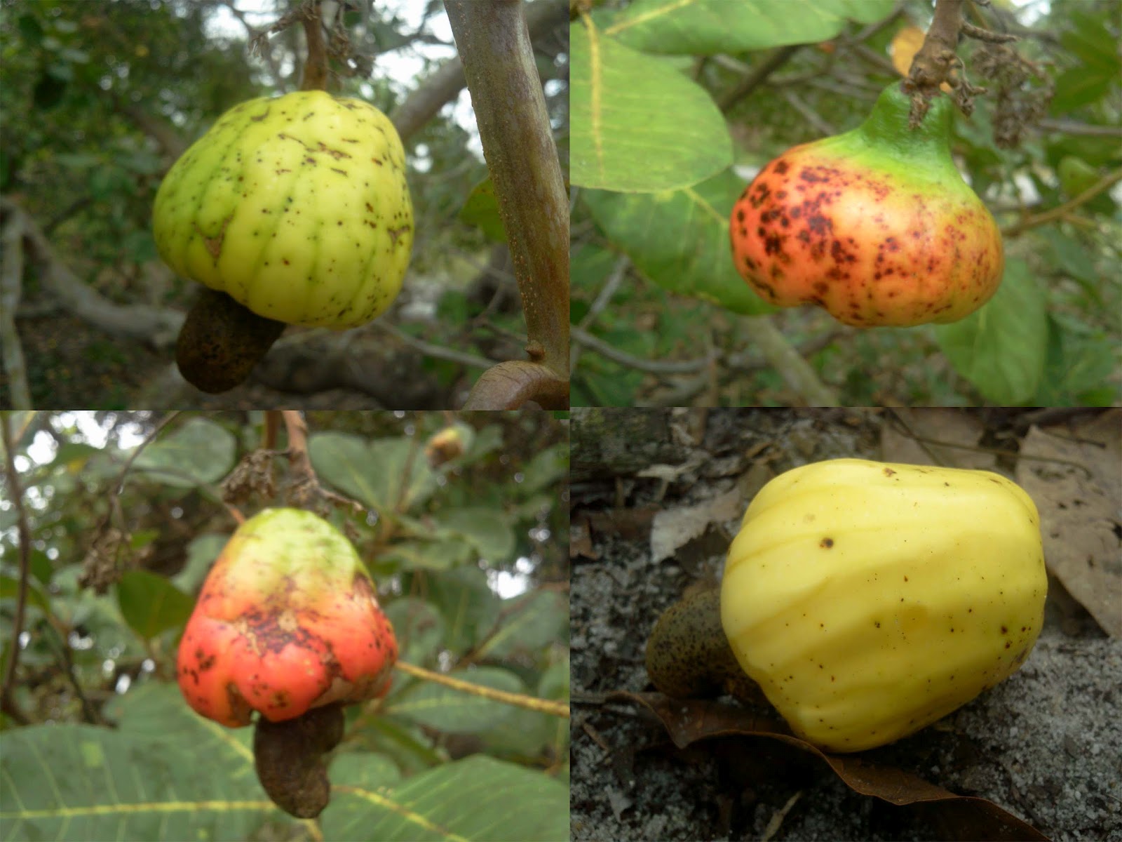 Sotong: Gajus VS Sotong