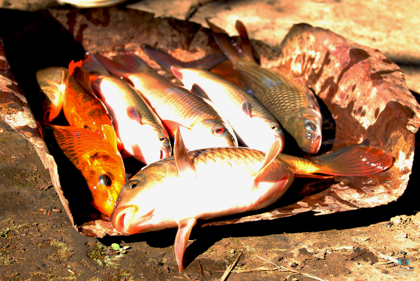 Simple Village Life: Catching Fishes In A Pond In Longsa Village