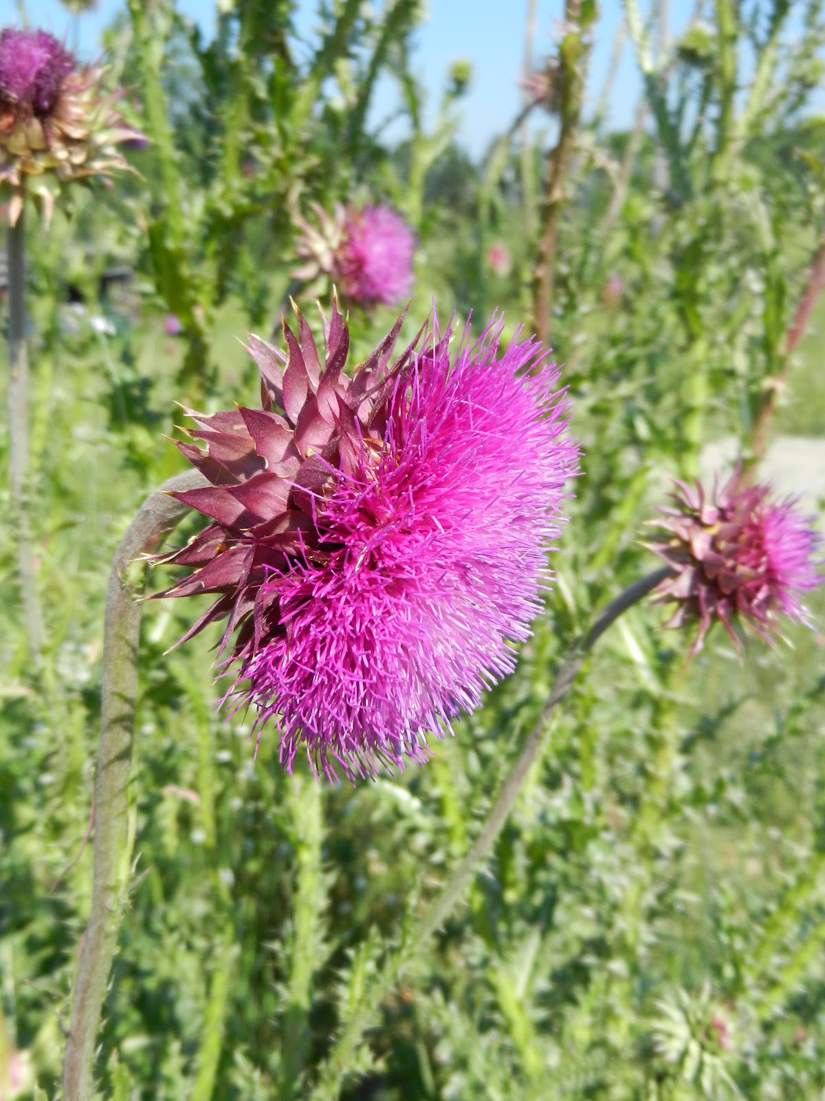 Natural History Museum of ZOL 355: Musk Thistle