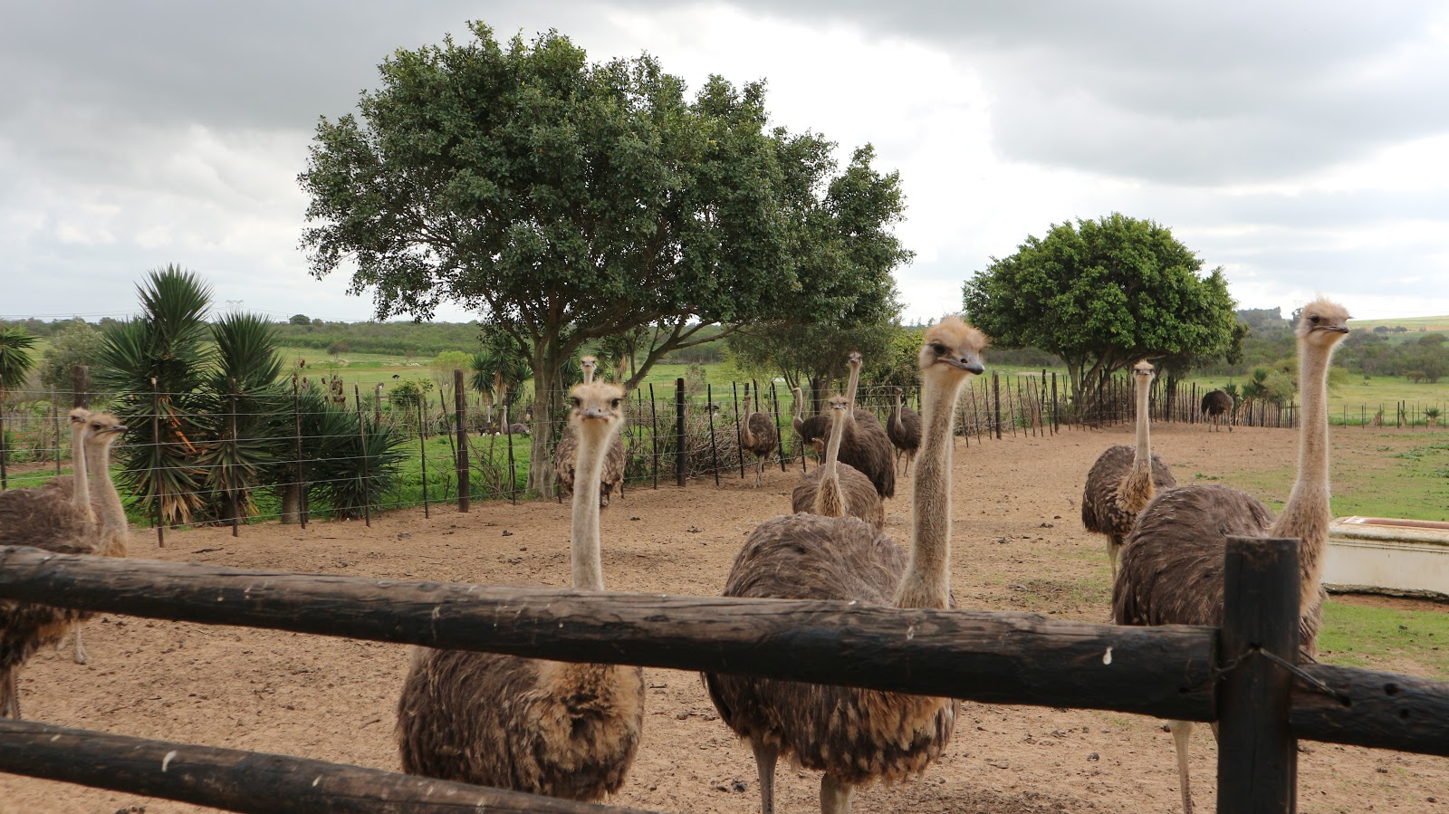 Cape Town Ostrich Ranch offers fun for the entire family