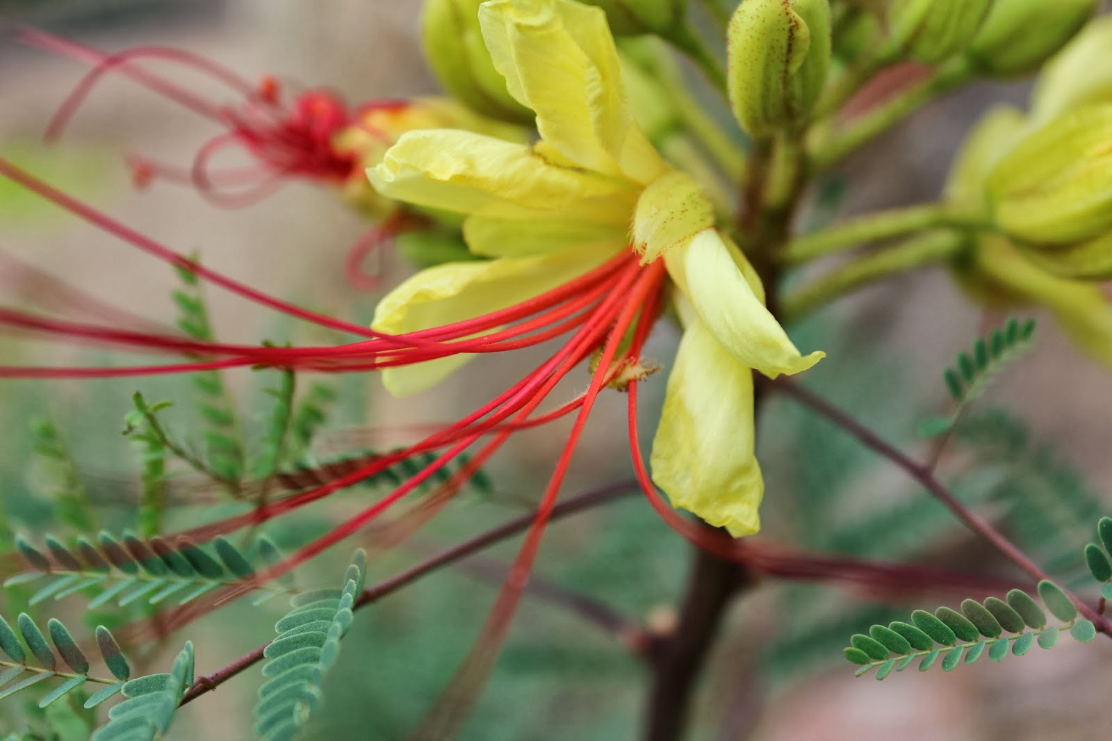Perfumes y luces de Extremadura: Barba de chivo, Caesalpinia gilliesii.