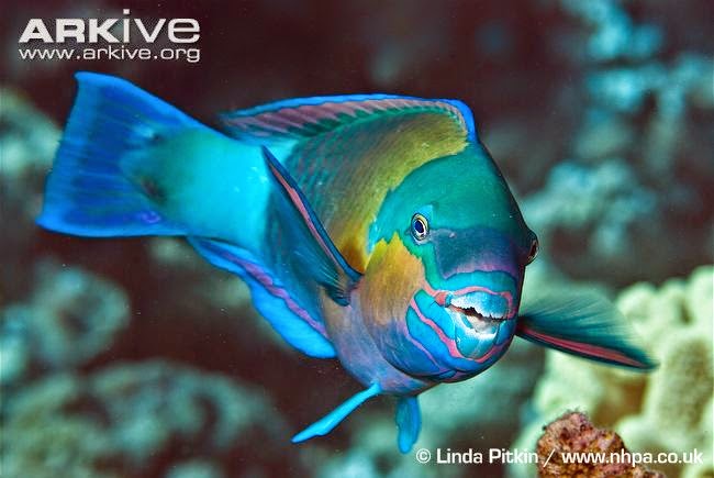 PARROTFISH photos - wallpapers (ανανεωμένο) | the fun bank