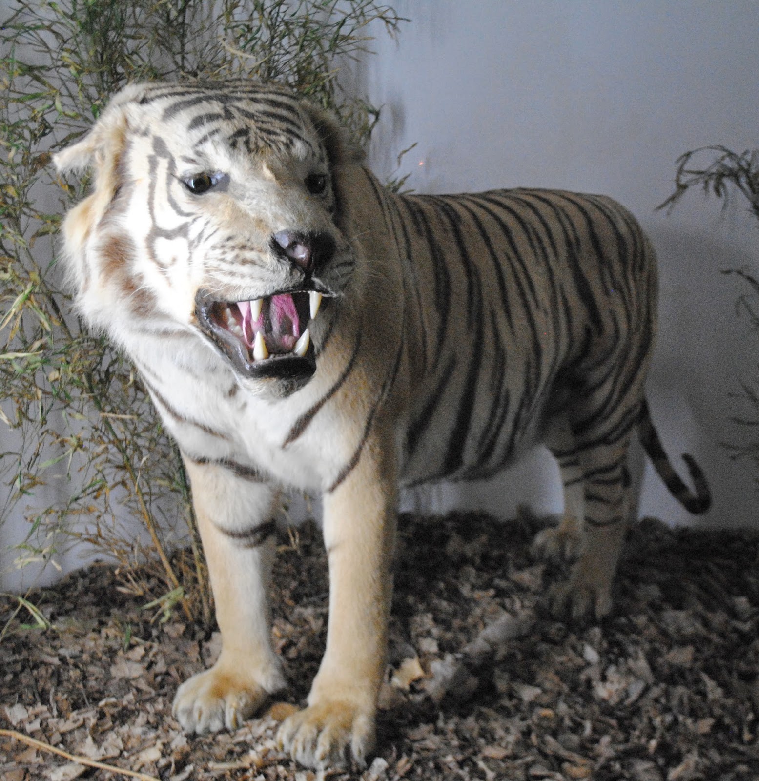 The Carpetbagger: Mammoth Cave Wildlife Museum