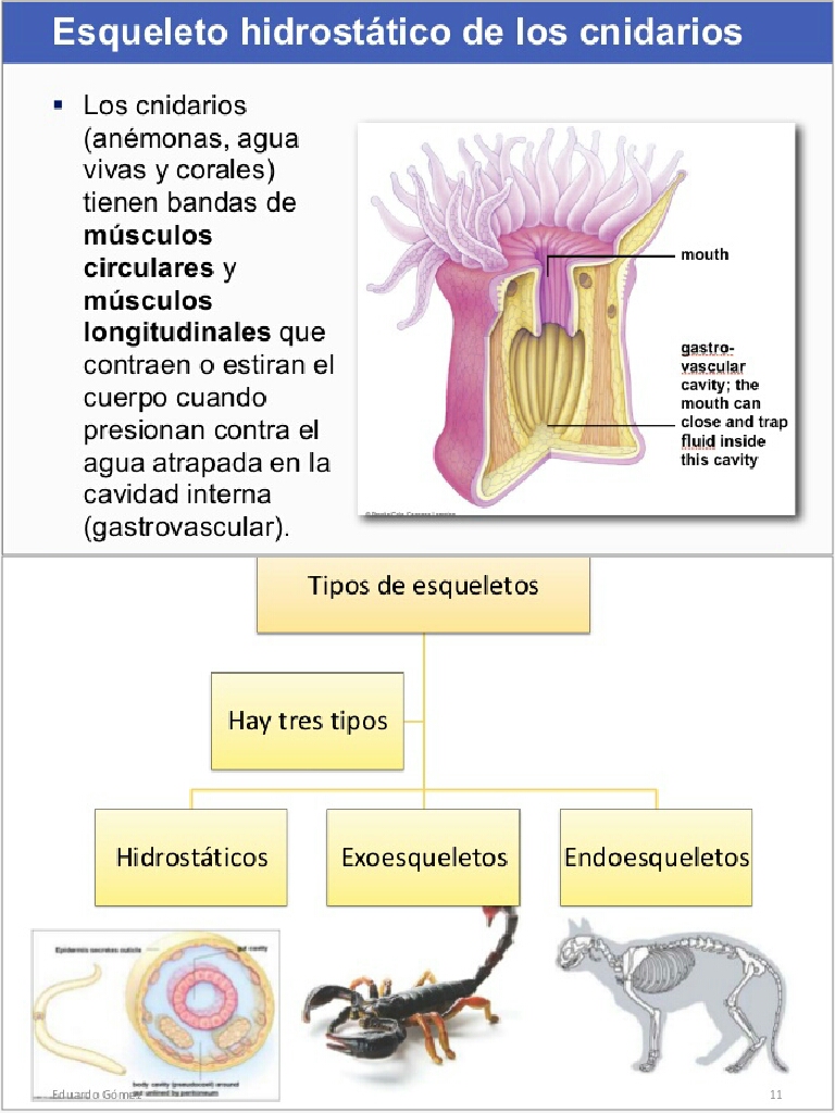 El agua y yo, benditos domingos.: cohesividad del agua