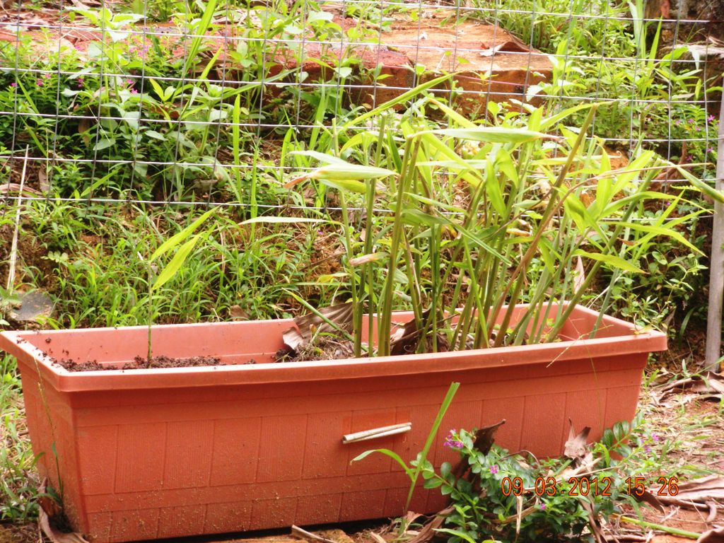 On The Green Side Of Life: Growing Ginger In Container