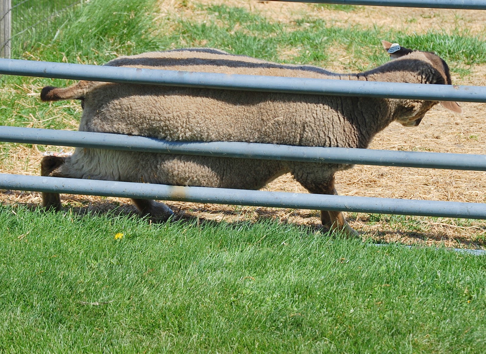 Crosswinds Farm: Baa Baa brown sheep