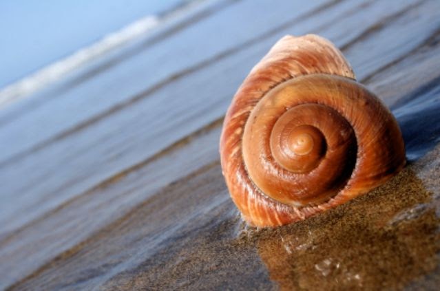 Sea snails help scientists explore a possible way to enhance memory ...