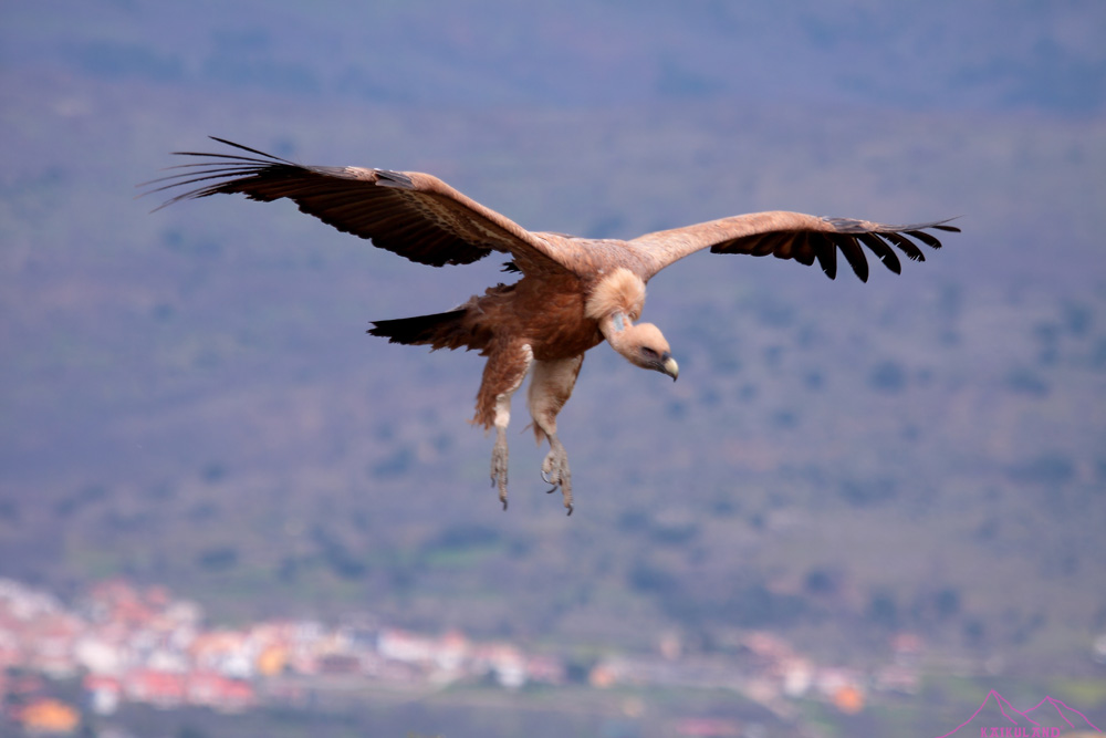 kaikuland: Buitres leonados 06-04-2011