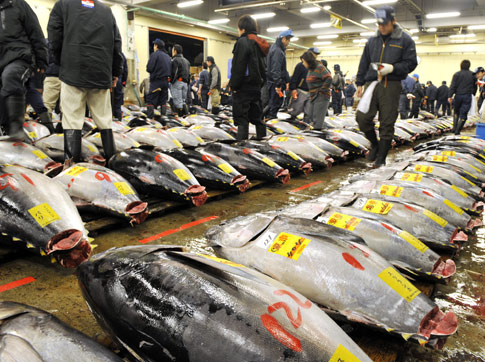Higher Perspective: Just How Bad is Fukushima Fish?