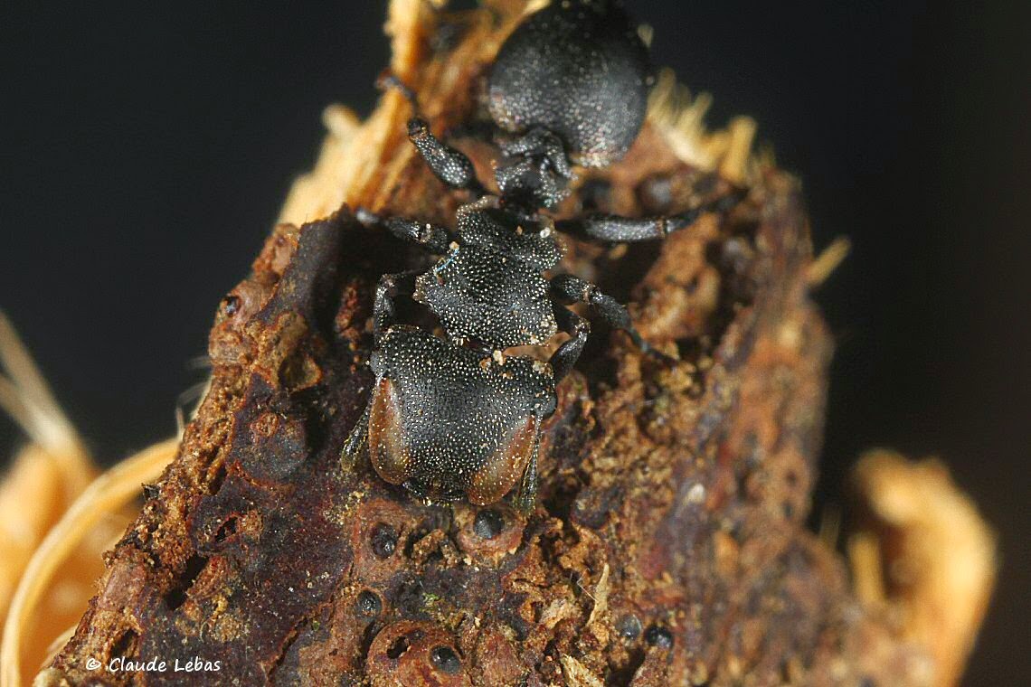 fourmis du Guatemala: Cephalotes cristatus