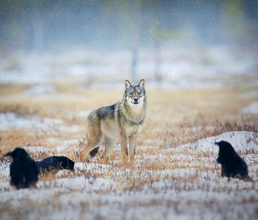 White Wolf : Stunning beauty of wild wolves in Finland by award winning ...