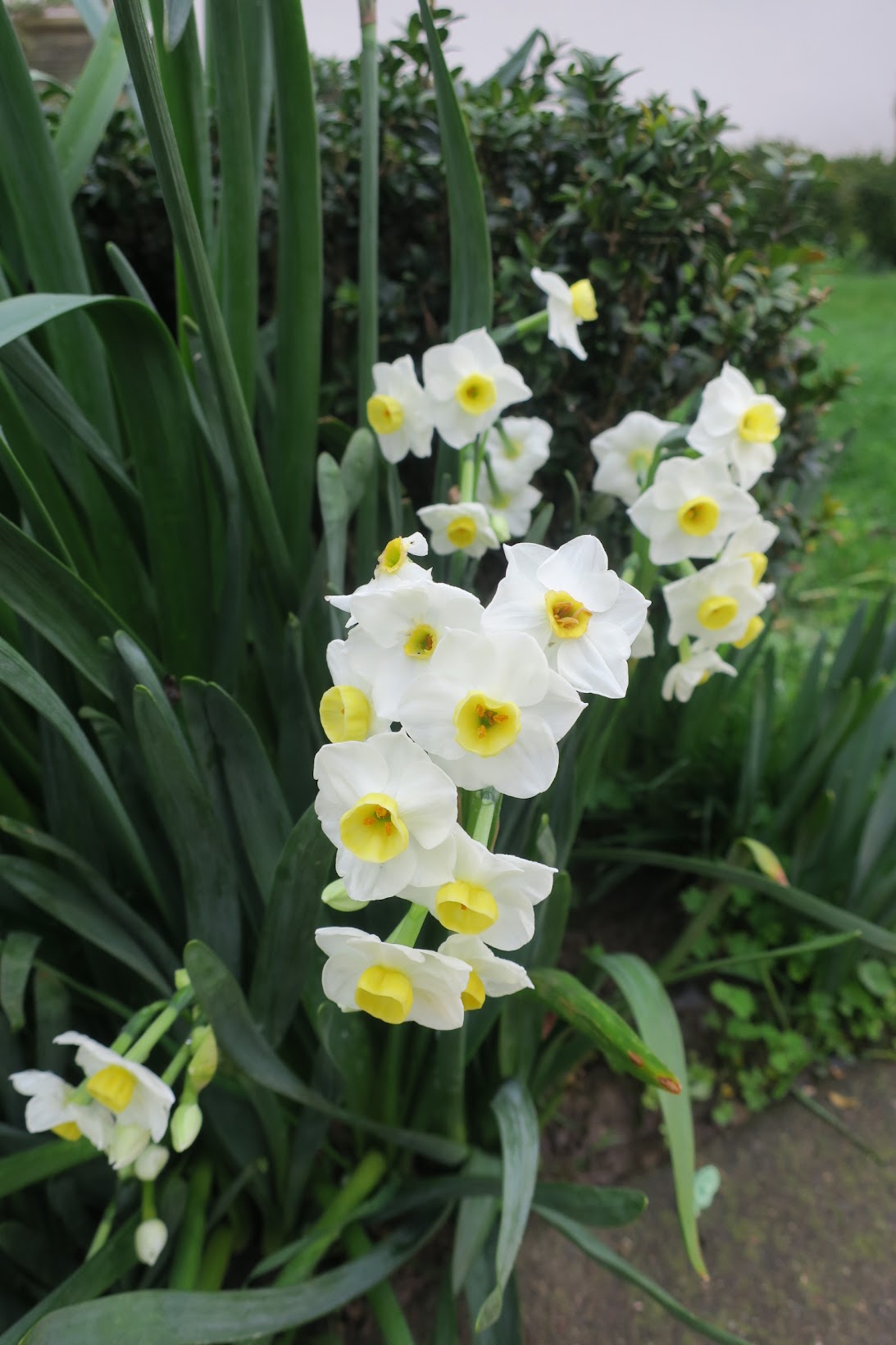 Chronica Domus: With Rain Cometh Flowers