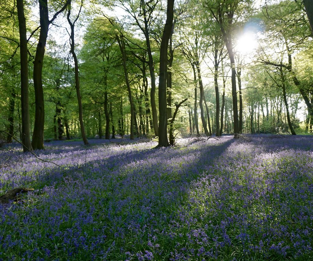 Curiouser and Curiouser: Bluebell Woods around Oxford