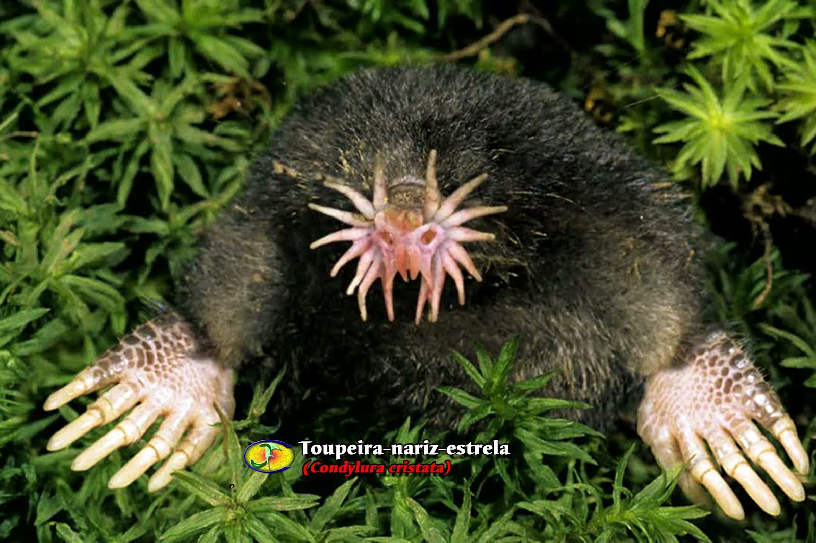 Zoologia: Toupeira-nariz-de-estrela (Condylura cristata)
