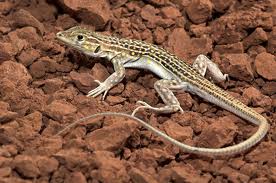 Introduccion : Matorral Xerofilo