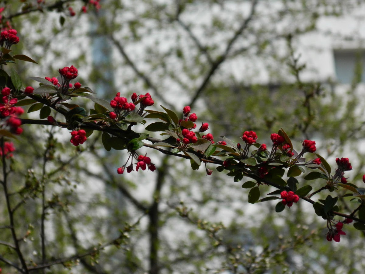 LA MULTI ANI, ROMANIA!: Crengi cu flori rosii