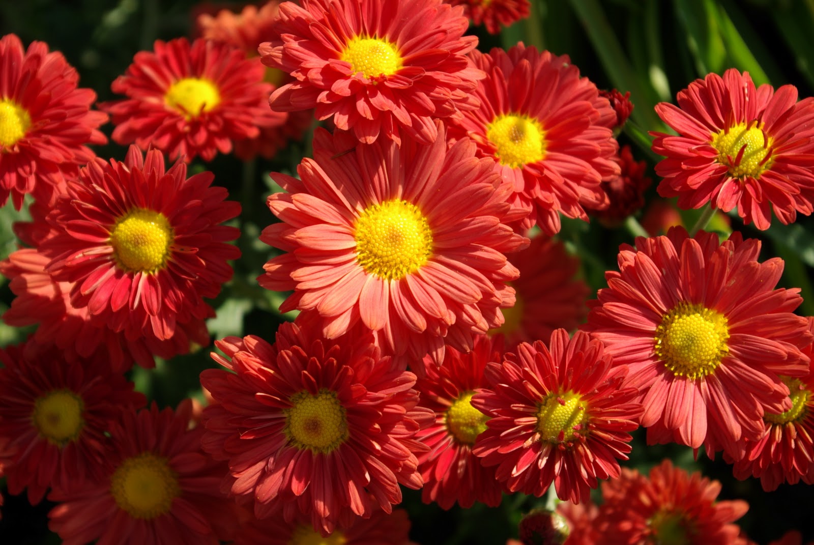 Garden Rambles: Oh, Those Mums