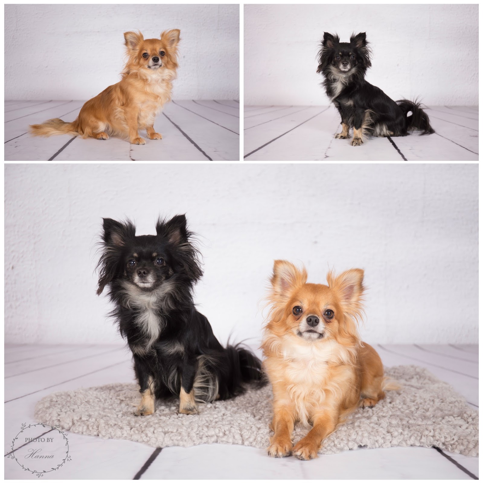 Photo by Hanna: Söta små hundar!!