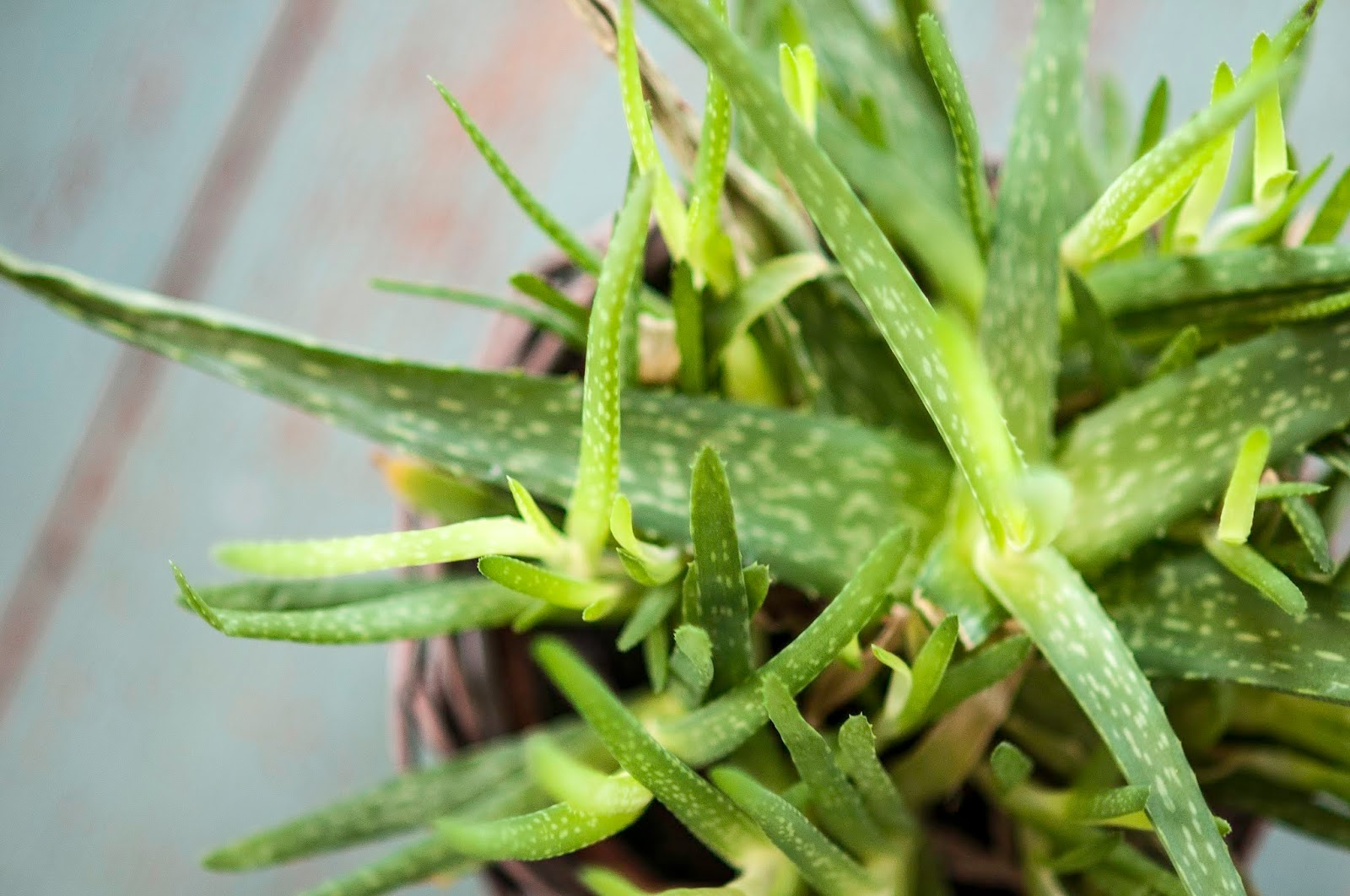 DIY aloe-voide talvi-iholle