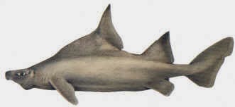 Caribbean Roughshark