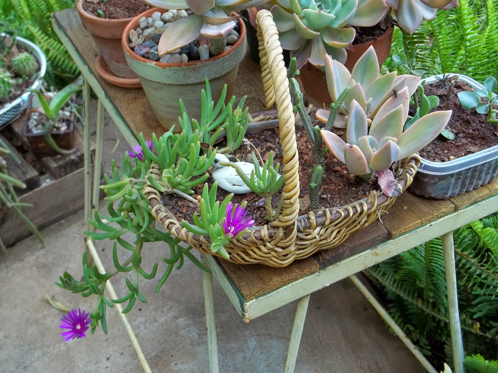 🌿 Tuinmaak in Suid Afrika 🌵: Wat is 'n tuin sonder vygies?