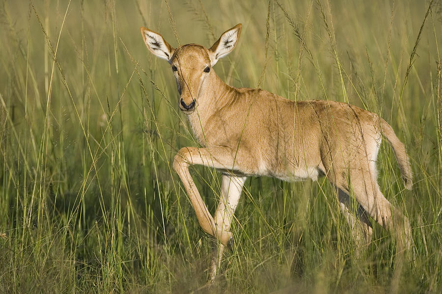 TVL: ANIMAL DA SEMANA - Búbalu