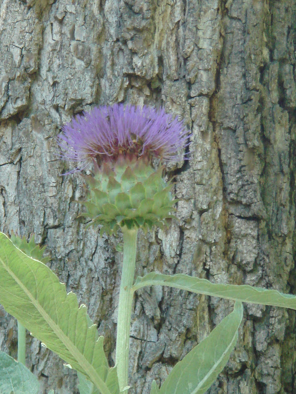 Fotografiando plantas: Cardo