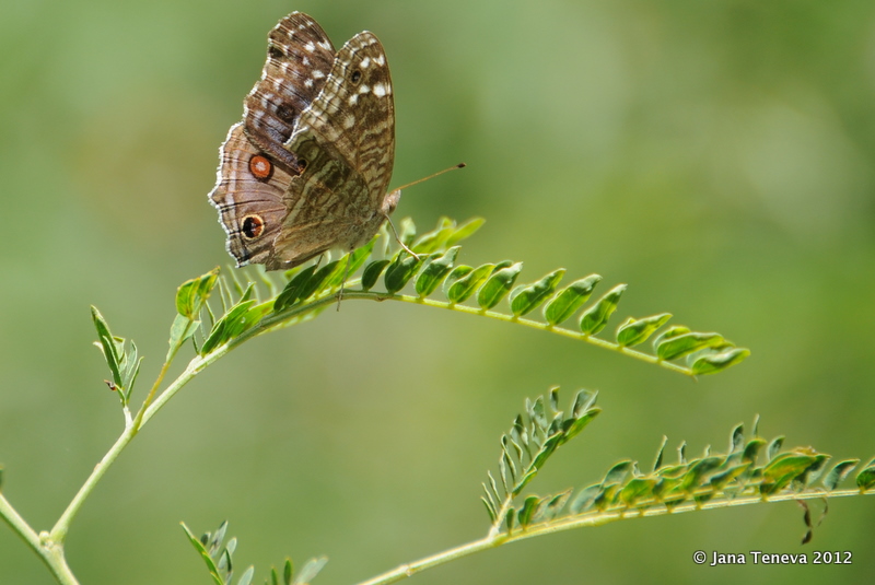 Jana around the world: The fauna of Reunion island: endormi, tangue and ...