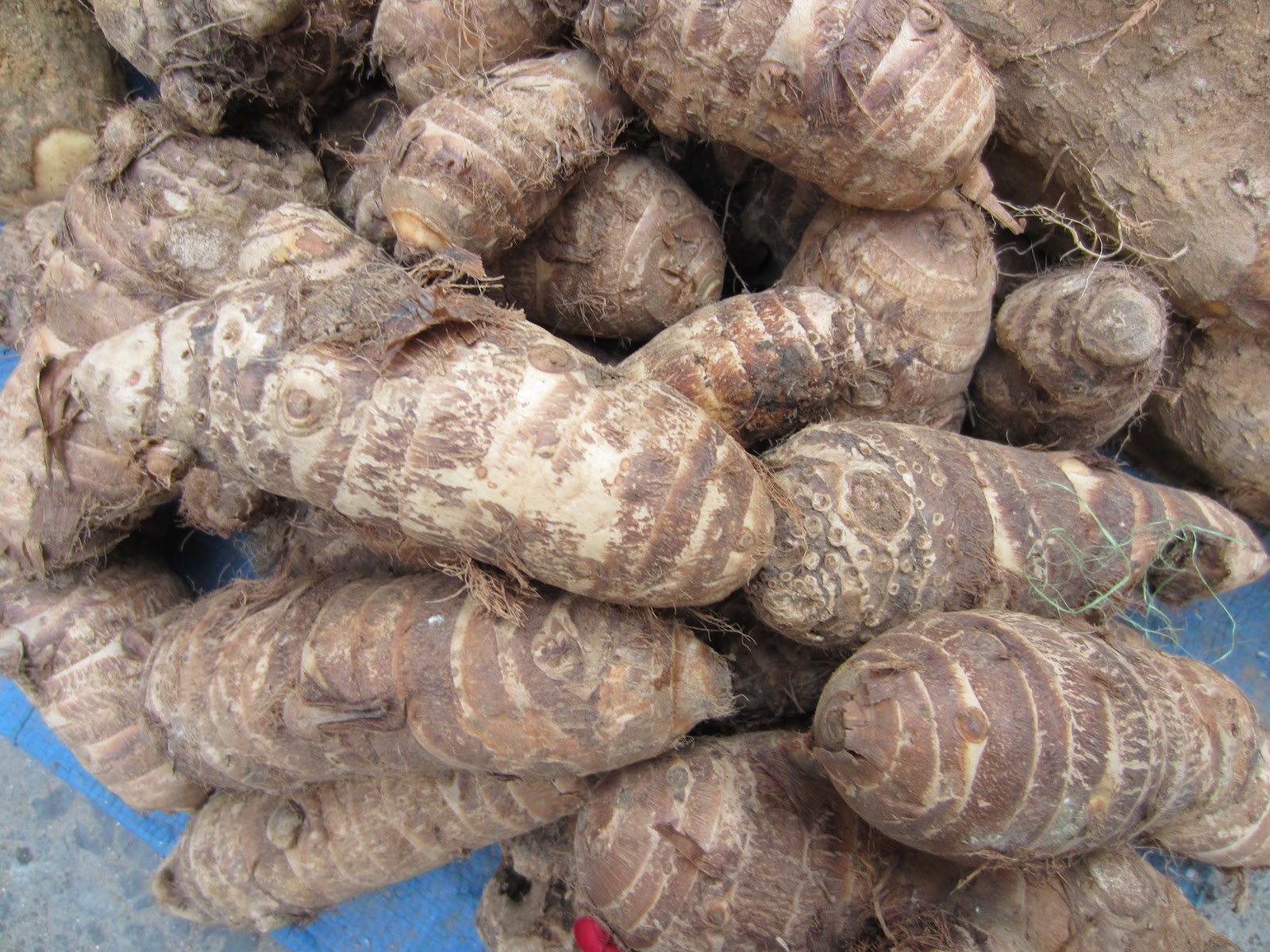 Taste of Nepal: Karkalo-Gaava-Pidhaalu - Taro (कर्कलो-गाभा-पिँडालु)