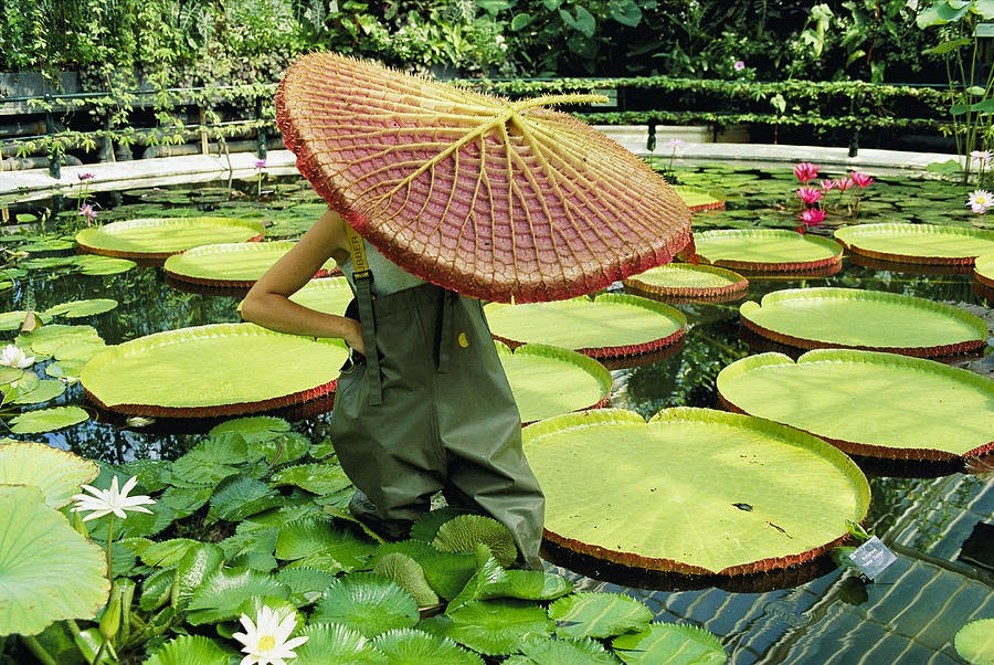 Alam Mengembang Jadi Guru: Teratai Raksasa (Victoria amazonica)