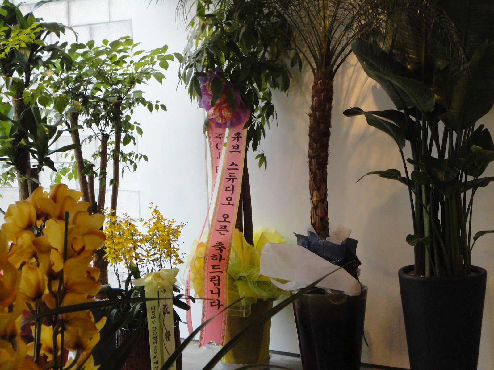 NariAsia: 49º Día en Corea (CUBE Studio Café)