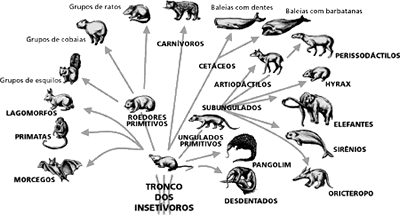 Biologia do 2º Ano: Filogenia