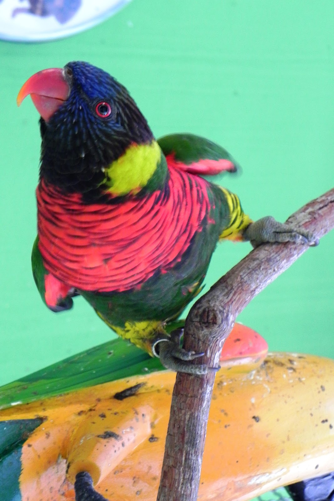 Viveiro Harmonia: LÓRIS ARCO-ÍRIS