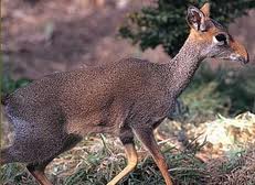 Un chico realmente ESPECIAL: LOS ANIMALES DE MI TIERRA M-Ñ