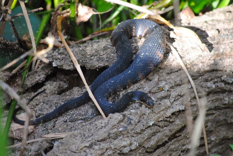 Field Notes and Photos: Bad snake, good snake at Highlands Hammock ...