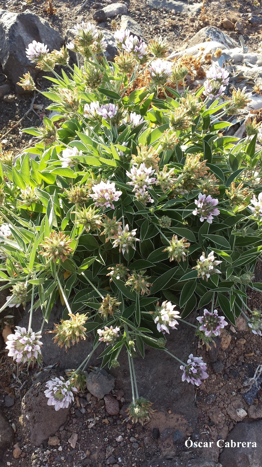 Bituminaria bituminosa (L.) C.H. Stirt. Tedera