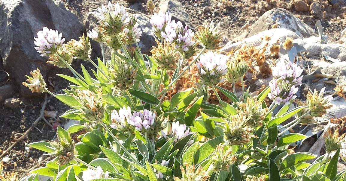 Bituminaria bituminosa (L.) C.H. Stirt. Tedera