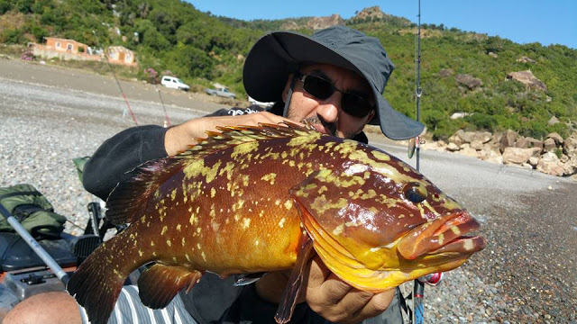 POISSONS DES CÔTES ALGÉRIENNES: LE MEROU BRUN DE MEDITERRANEE ...