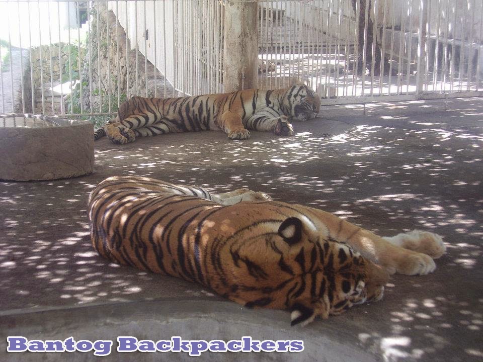 Vigan City :Baluarte ni Chavit Singson | Bantog Backpackers