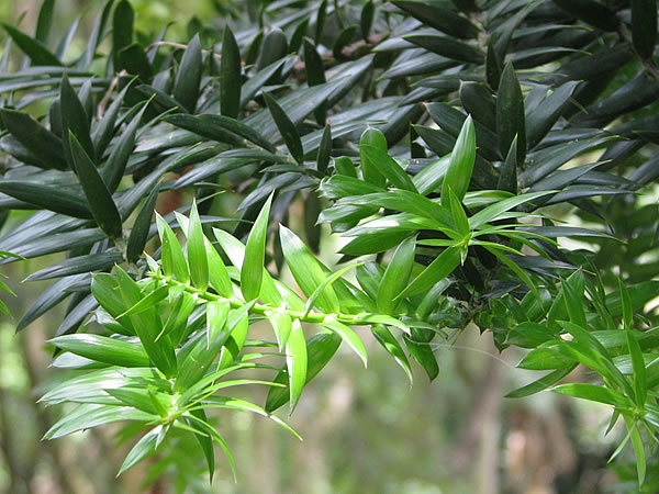Botânica- Taxonomia: Coniferophyta(Coniferófitas)
