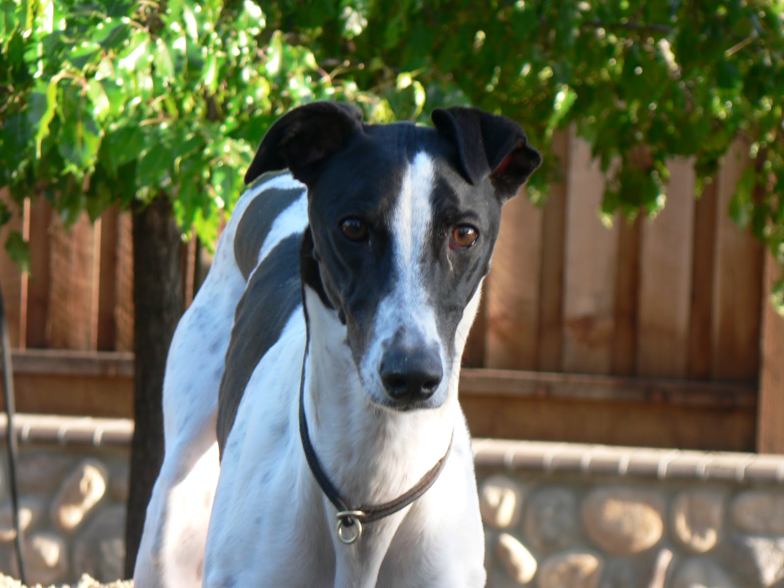 Aragon Greyhounds: Greyhound Ear Set