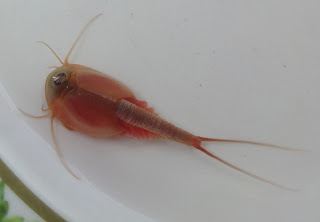 Urzeitkrebse Blog von Triops King dem Triopsshop: Neue Triopsart??? Red ...