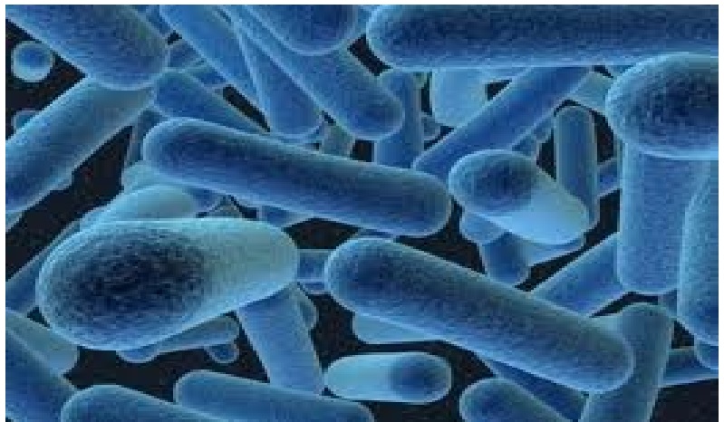 Mikroba dalam Lingkungan | Bengkel Guru