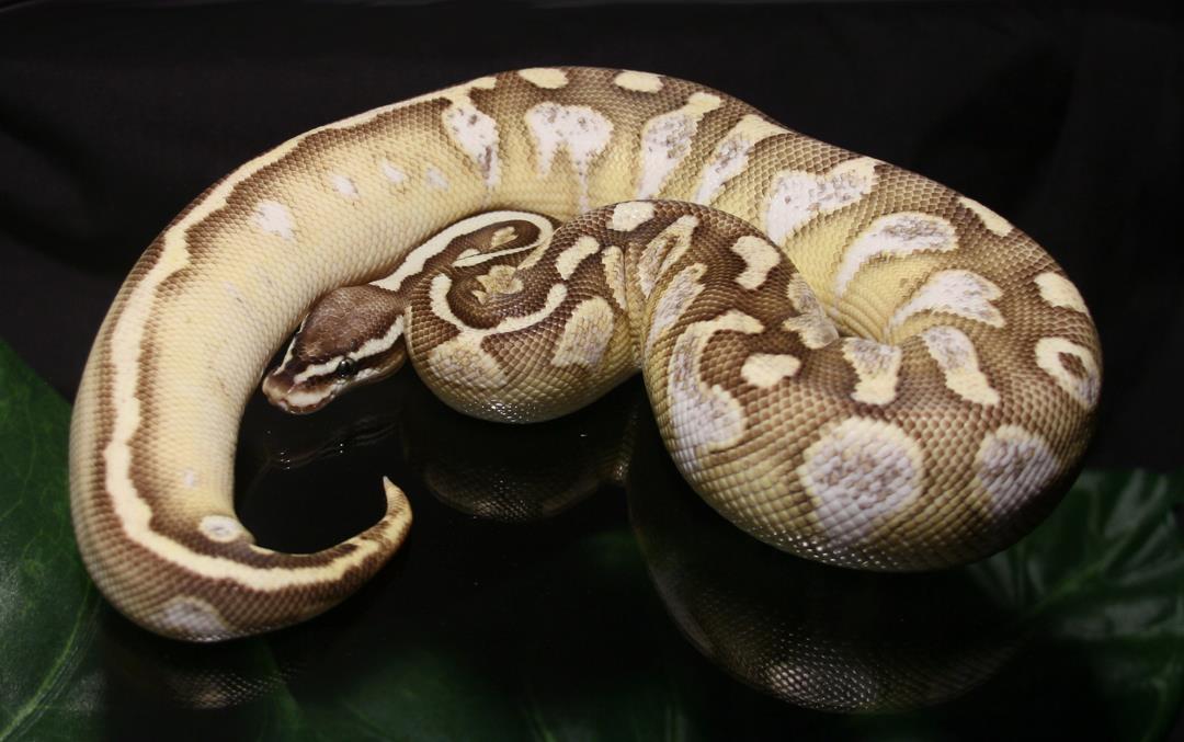 Semua Tentang Ular: Ball Python ( Python regius )