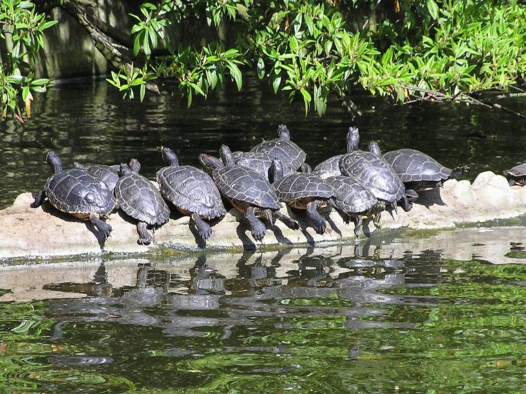 Heike Querbeet: Schmufix