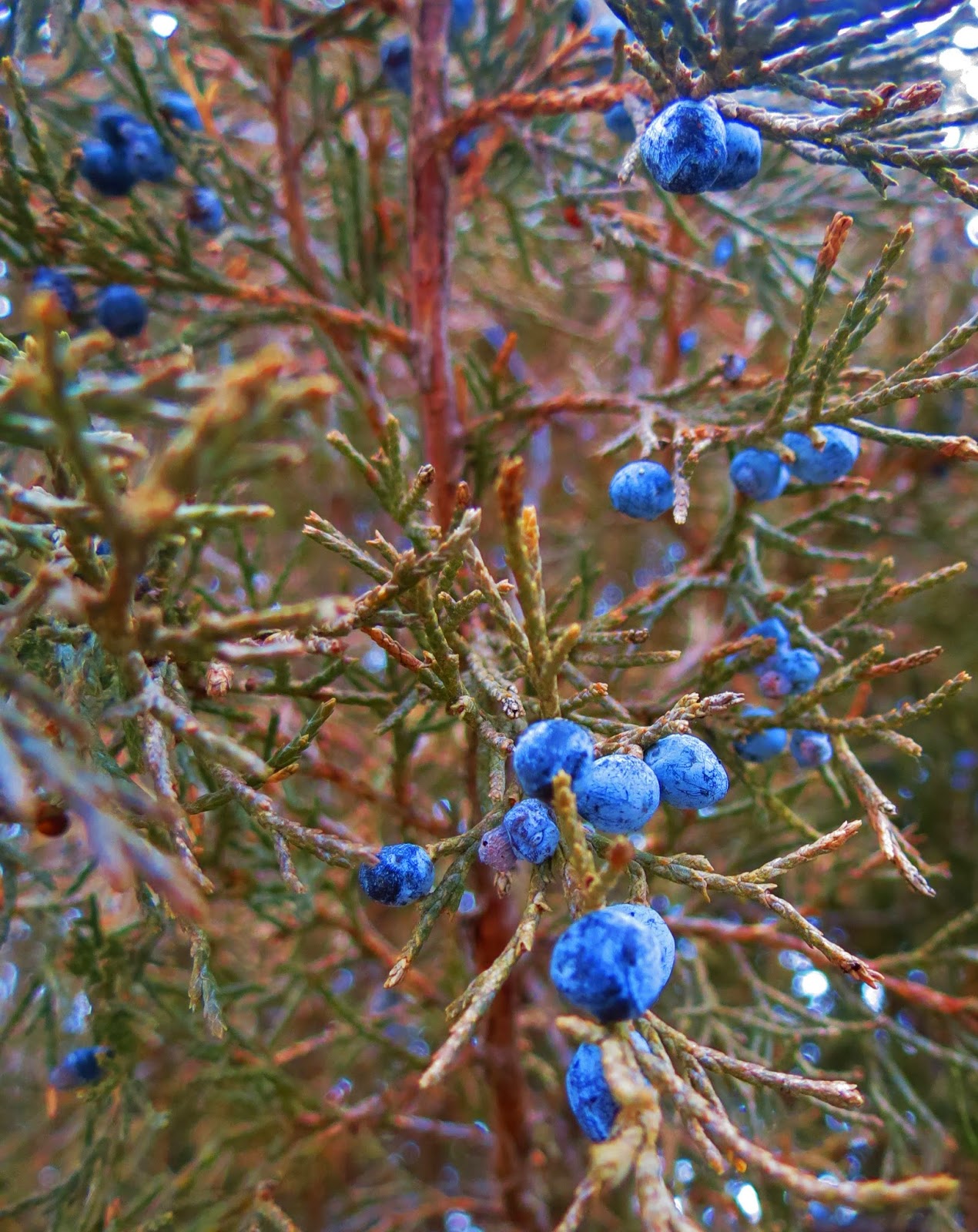 Flora montana: Rocky Mountain Juniper