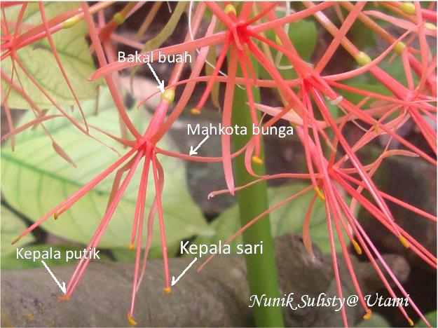 Botani Bunga Desember (Blood Lily) - Generasi Biologi