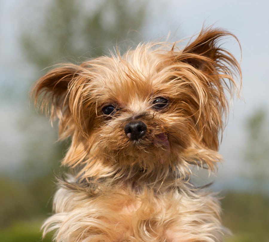 Shelter Dogs of Portland: "BITSY" darling older Yorkie