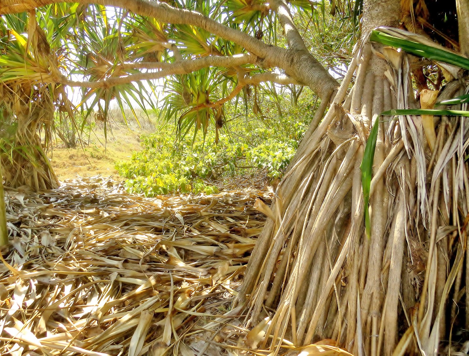 Suburb Guide: Bilinga